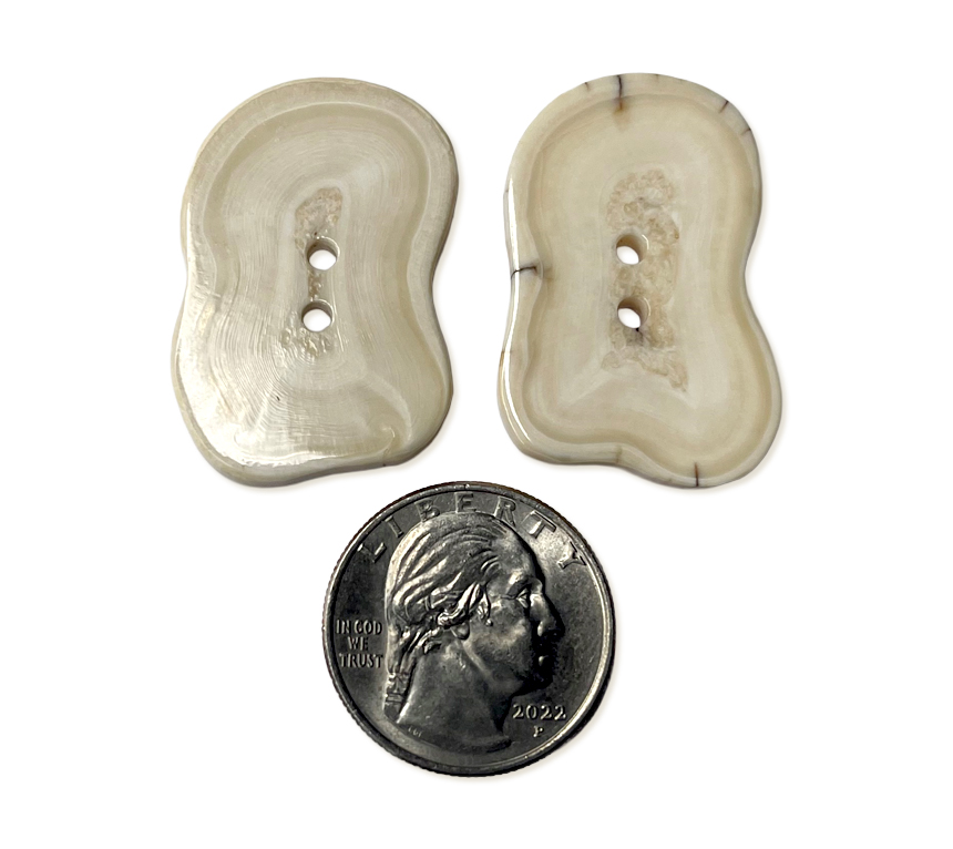 Polished Warthog Tusk Buttons: African Sporting Creations